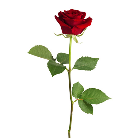 Rose-Rouge - Botanica Brussels