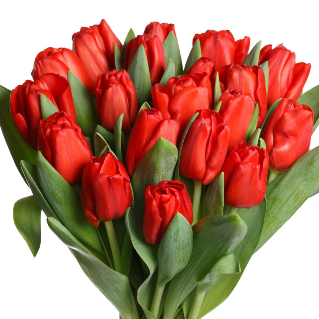 Tulipes rouges - Botanica Brussels