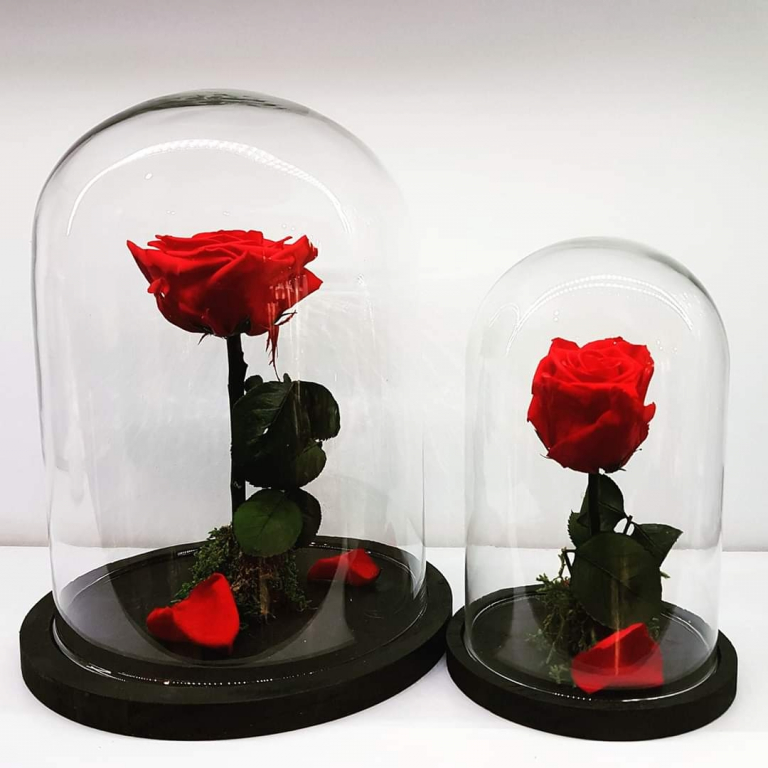 rose rouge éternelle - Botanica Brussels