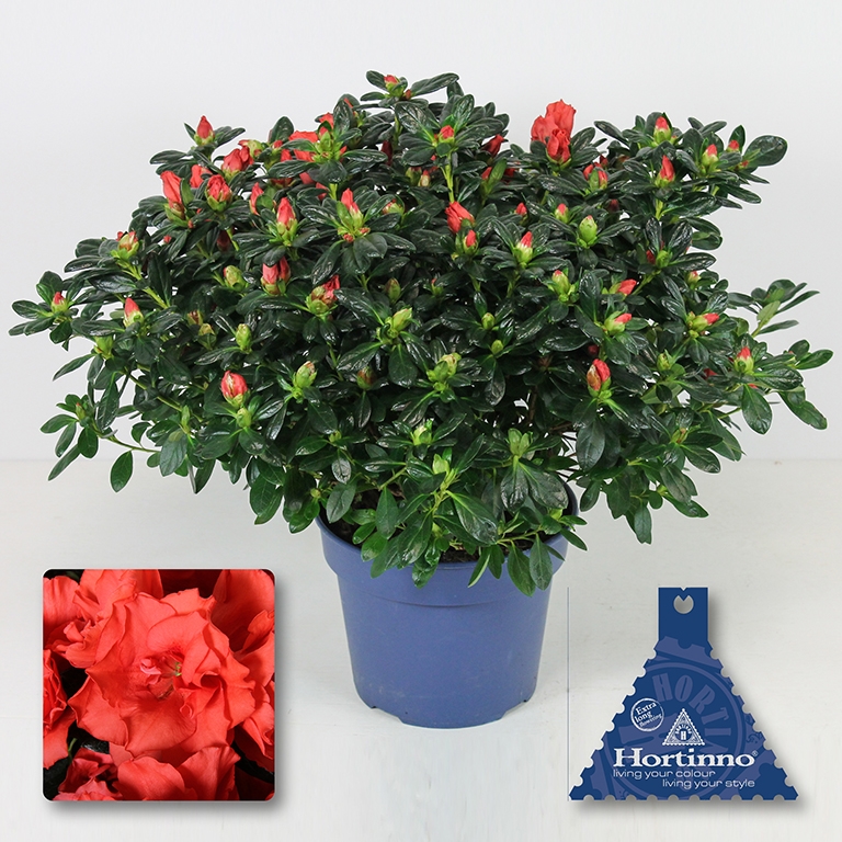 Azalée Christine Siena - Botanica Brussels