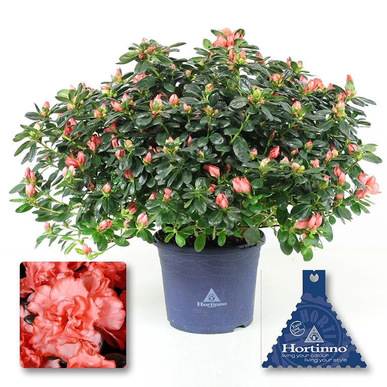 Azalée Christine Magic - Botanica Brussels