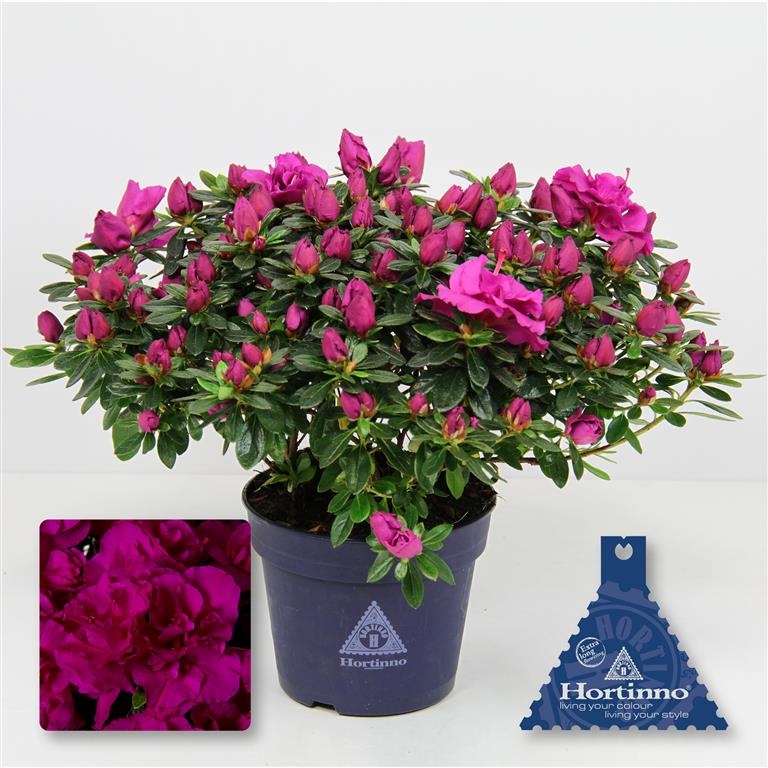 Azalée Lady Violet - Botanica Brussels