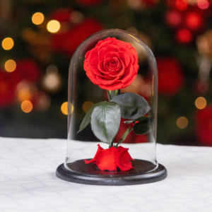 Rose rouge éternelle Saint Valentin - Botanica Brussels